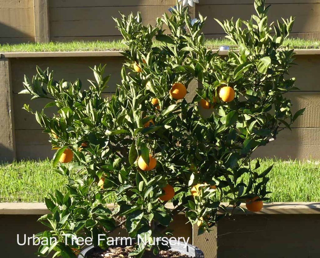 Citrus Orange, Cara Cara | Urban Tree Farm Nursery