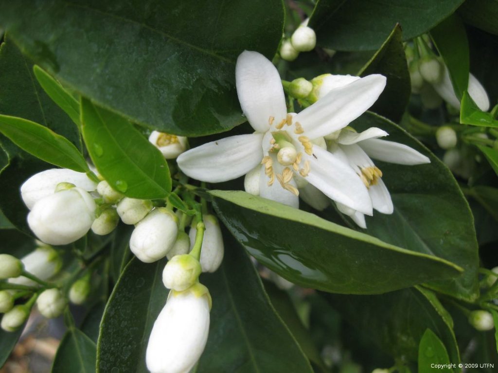 Citrus Orange, Valencia | Urban Tree Farm Nursery