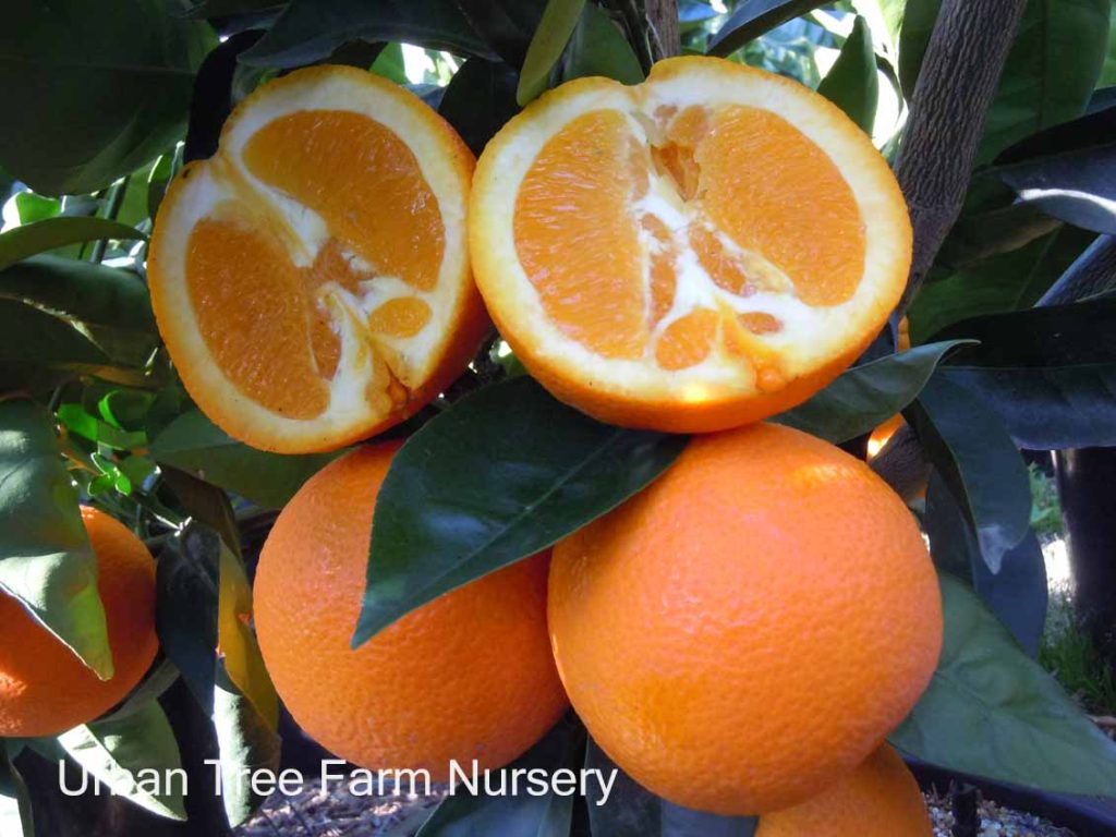 Citrus Orange, Washington ESPALIER | Urban Tree Farm Nursery