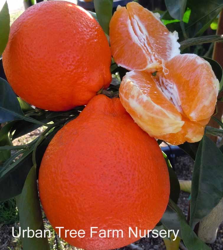 Citrus Tangelo, Minneola | Urban Tree Farm Nursery