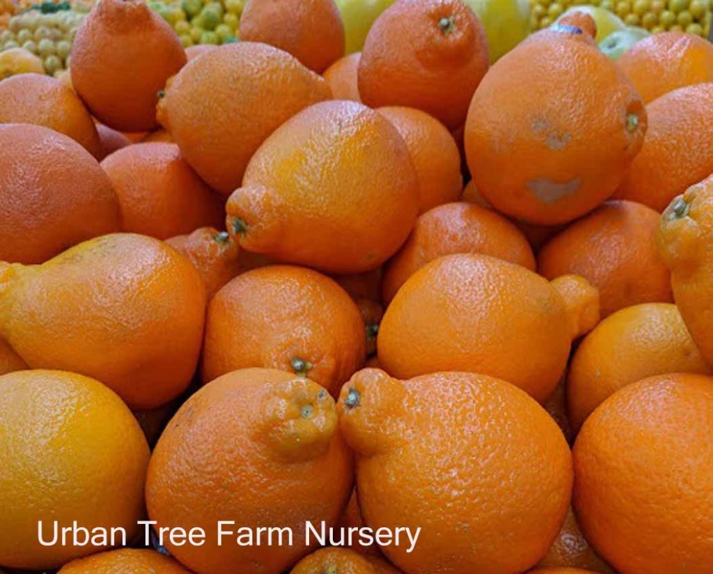 Citrus Tangelo, Minneola | Urban Tree Farm Nursery
