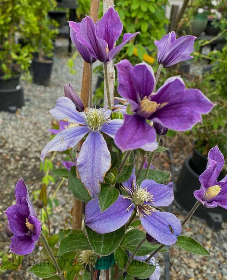 Clematis 'Arabella' | Urban Tree Farm Nursery