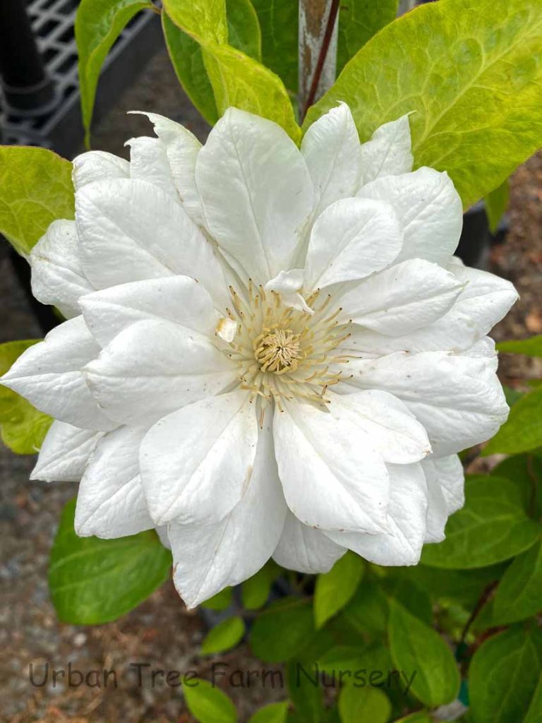 Clematis 'Duchess of Edinburgh' | Urban Tree Farm Nursery
