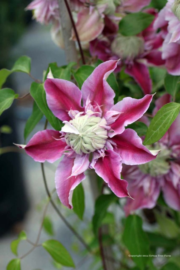 Clematis 'Josephine' | Urban Tree Farm Nursery
