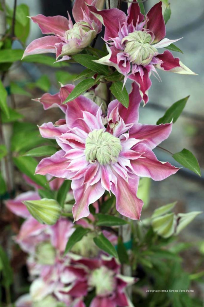 Clematis 'Josephine' | Urban Tree Farm Nursery