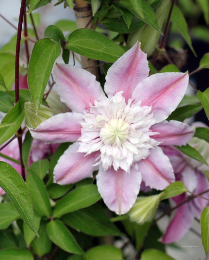 Clematis 'Josephine' | Urban Tree Farm Nursery