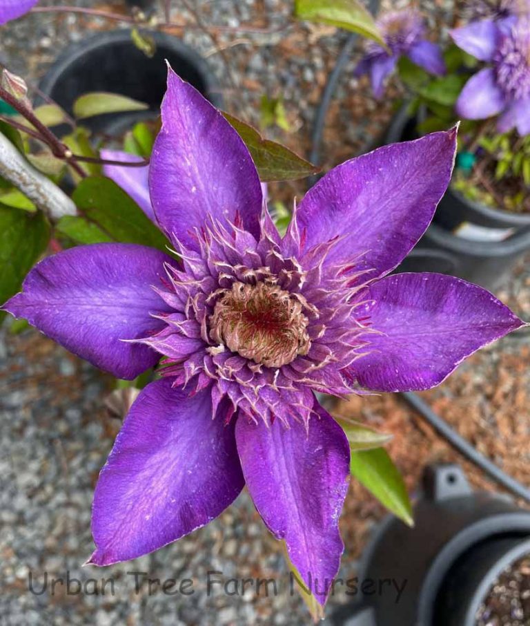 Clematis 'Multi Blue' | Urban Tree Farm Nursery