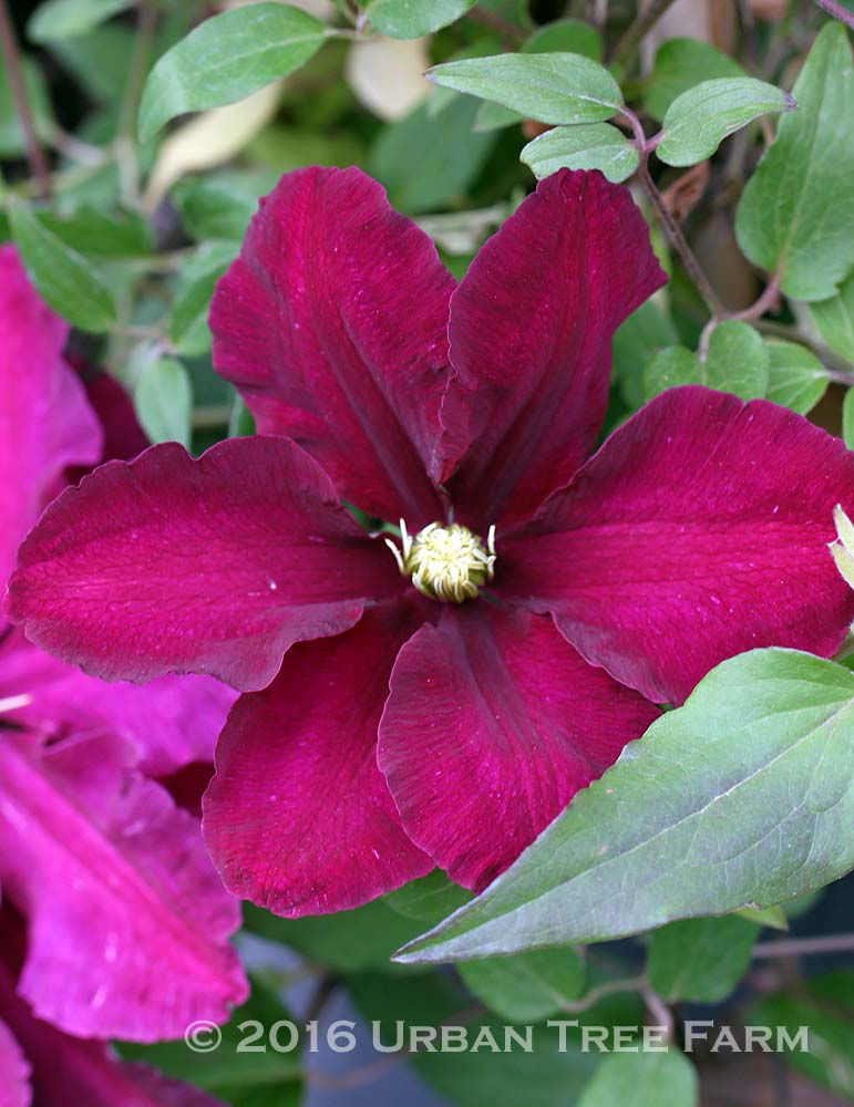 Clematis 'Niobe' | Urban Tree Farm Nursery