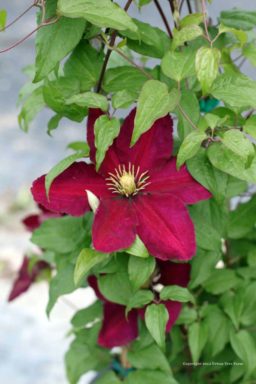 Clematis 'Niobe' | Urban Tree Farm Nursery