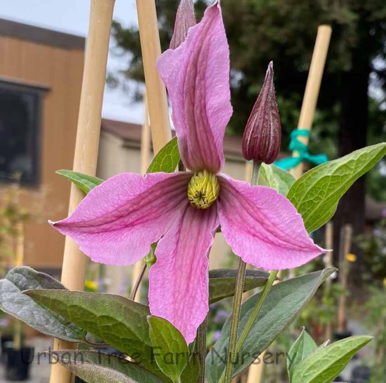 Clematis 'Pink Delight' | Urban Tree Farm Nursery