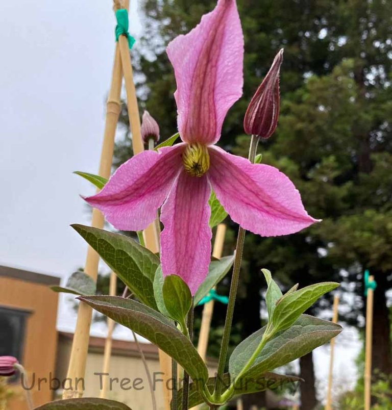 Clematis 'Pink Delight' | Urban Tree Farm Nursery