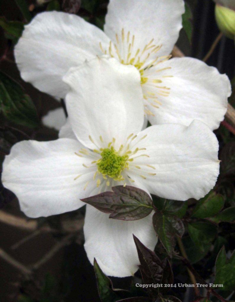 Clematis chrysocoma 'Sericea' | Urban Tree Farm Nursery