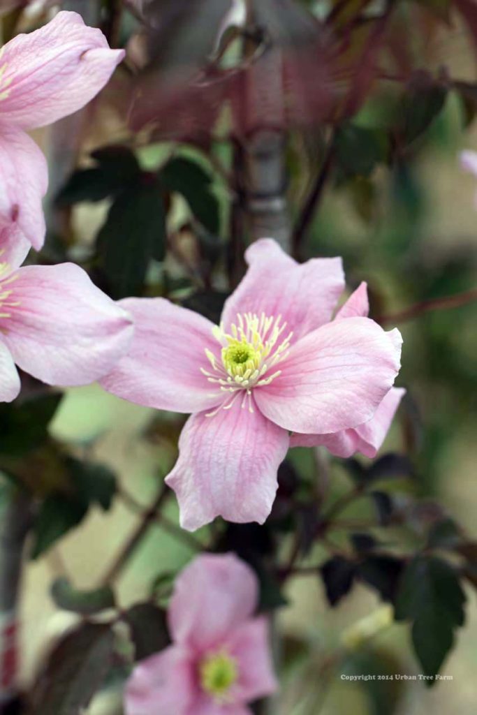 Clematis montana 'Mayleen' | Urban Tree Farm Nursery