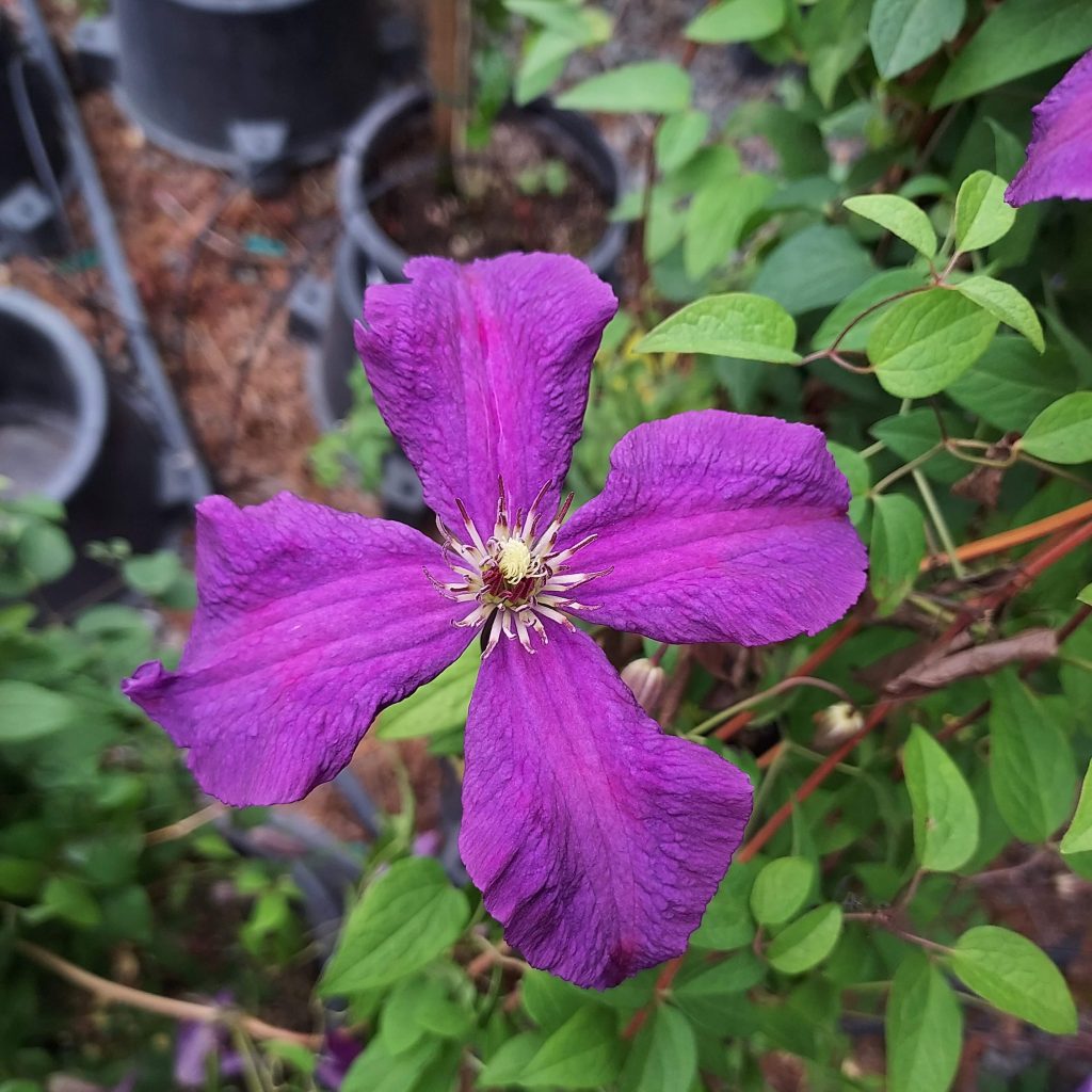 Clematis viticella 'Polish Spirit' | Urban Tree Farm Nursery