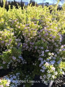 Coleonema pulchrum 'Sunset Gold' | Urban Tree Farm Nursery