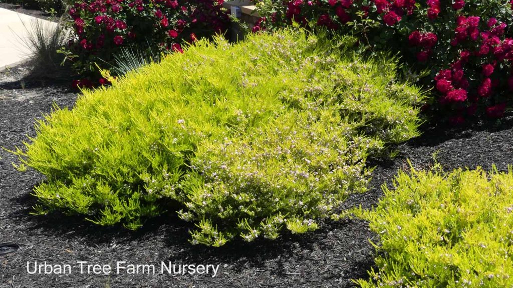 Coleonema pulchrum 'Sunset Gold' | Urban Tree Farm Nursery