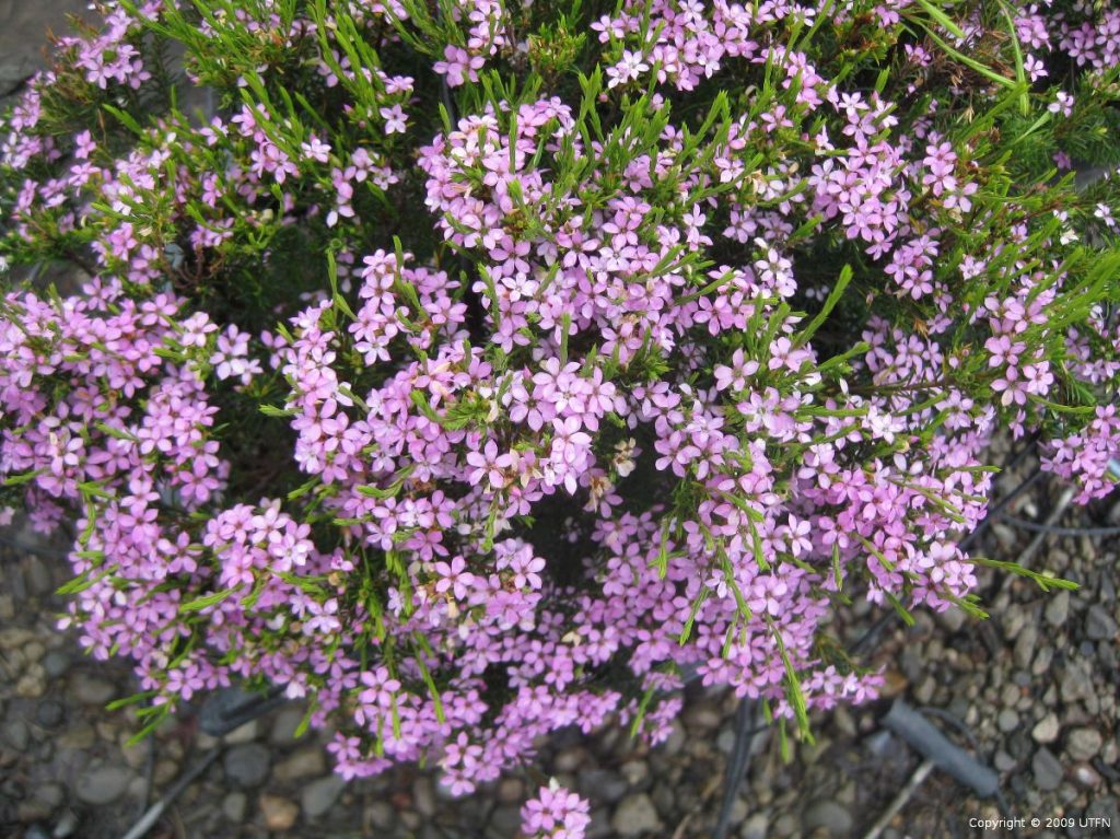 Coleonema pulchrum | Urban Tree Farm Nursery