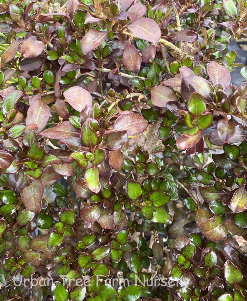 Coprosma 'Karo Red' | Urban Tree Farm Nursery