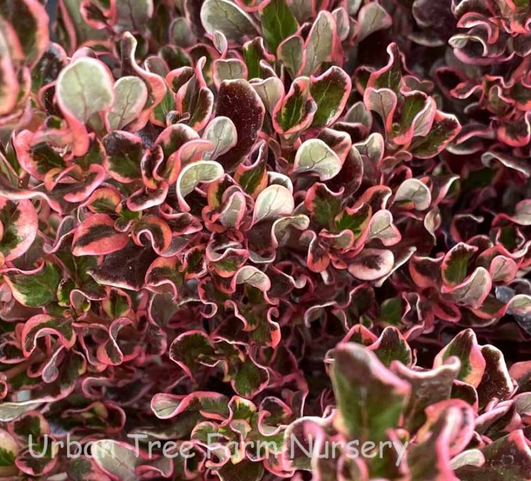 Coprosma repens 'Pacific Sunrise' | Urban Tree Farm Nursery