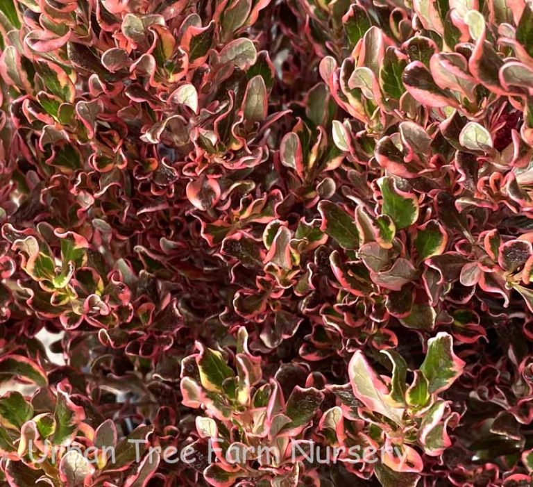 Coprosma repens 'Pacific Sunrise' | Urban Tree Farm Nursery