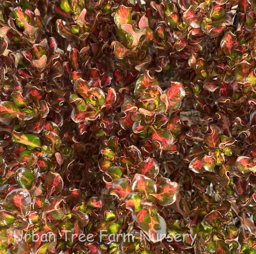 Coprosma repens 'Pacific Sunset' | Urban Tree Farm Nursery