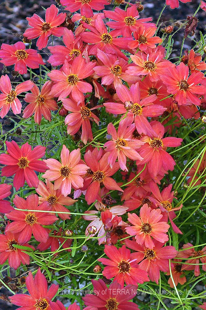 Coreopsis 'Tropical Lemonade' | Urban Tree Farm Nursery