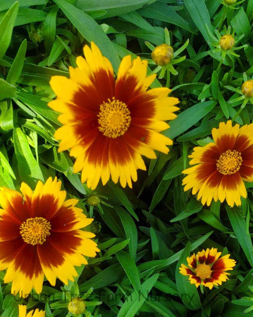 Coreopsis 'UpTick Yellow & Red' | Urban Tree Farm Nursery