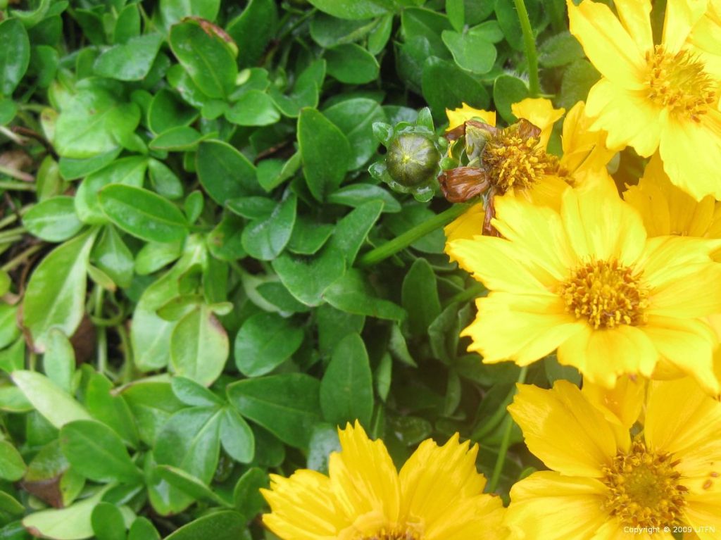 Coreopsis auriculata 'Zamphir' | Urban Tree Farm Nursery