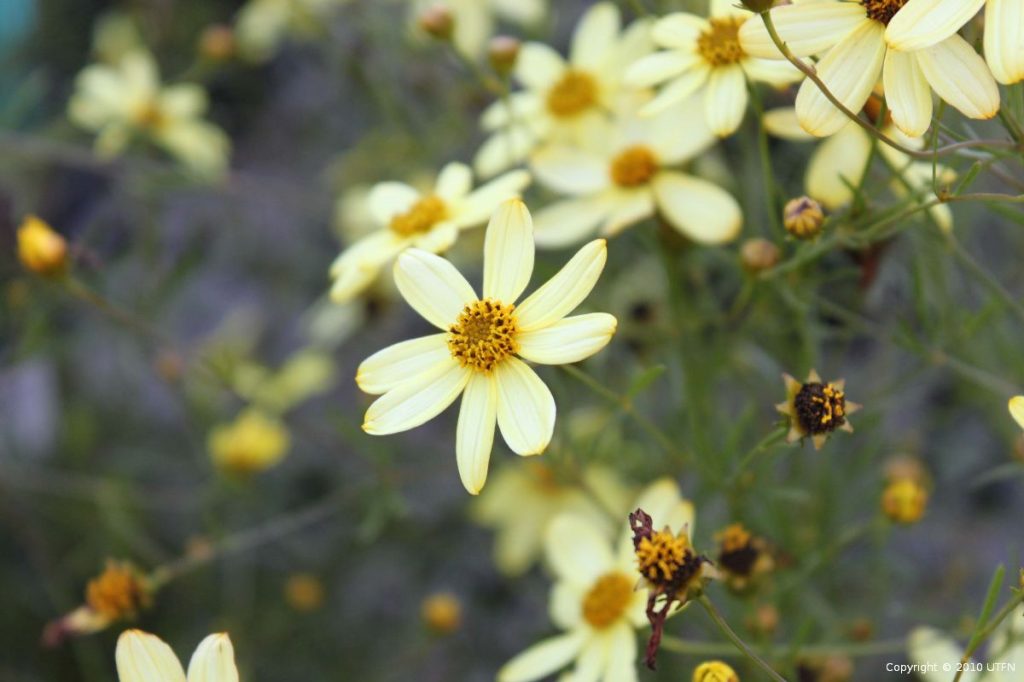 Coreopsis verticillata 'Moonbeam' | Urban Tree Farm Nursery