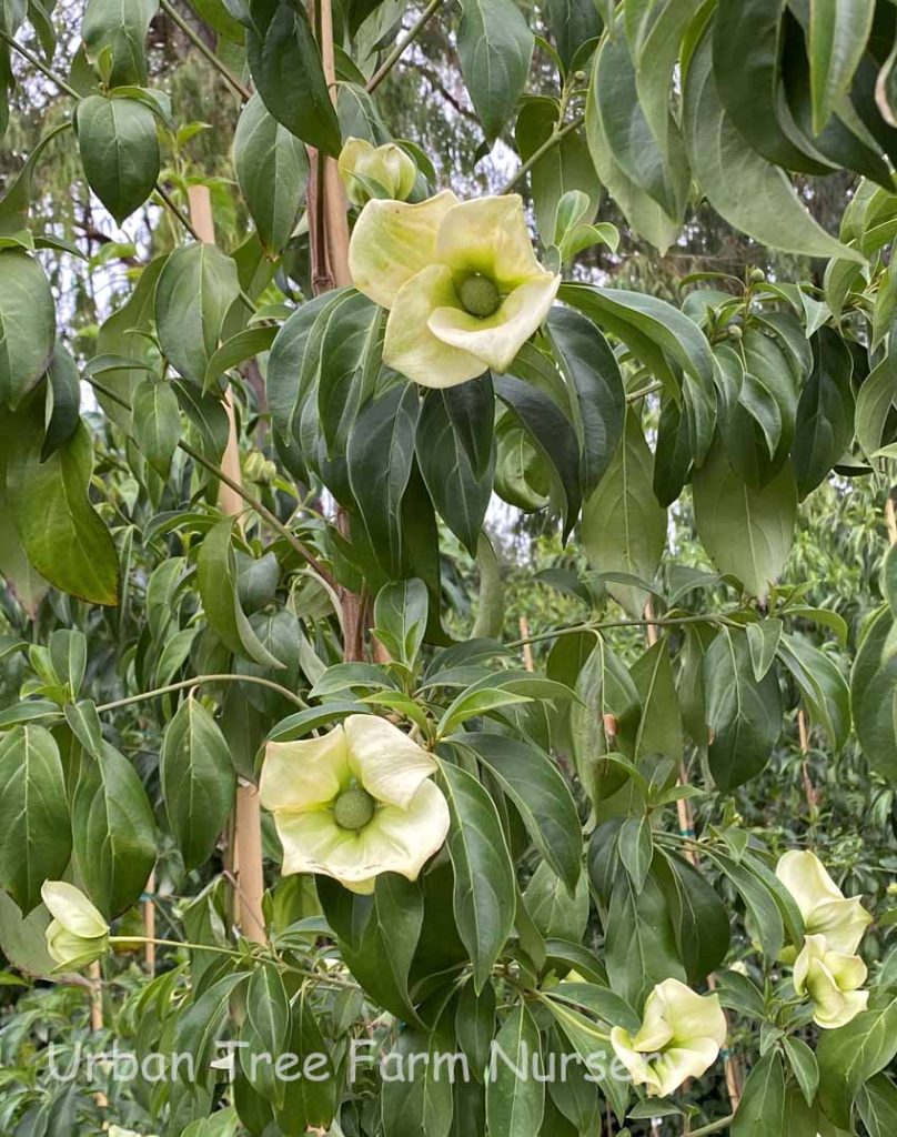 Cornus capitata 'Mountain Moon' | Urban Tree Farm Nursery
