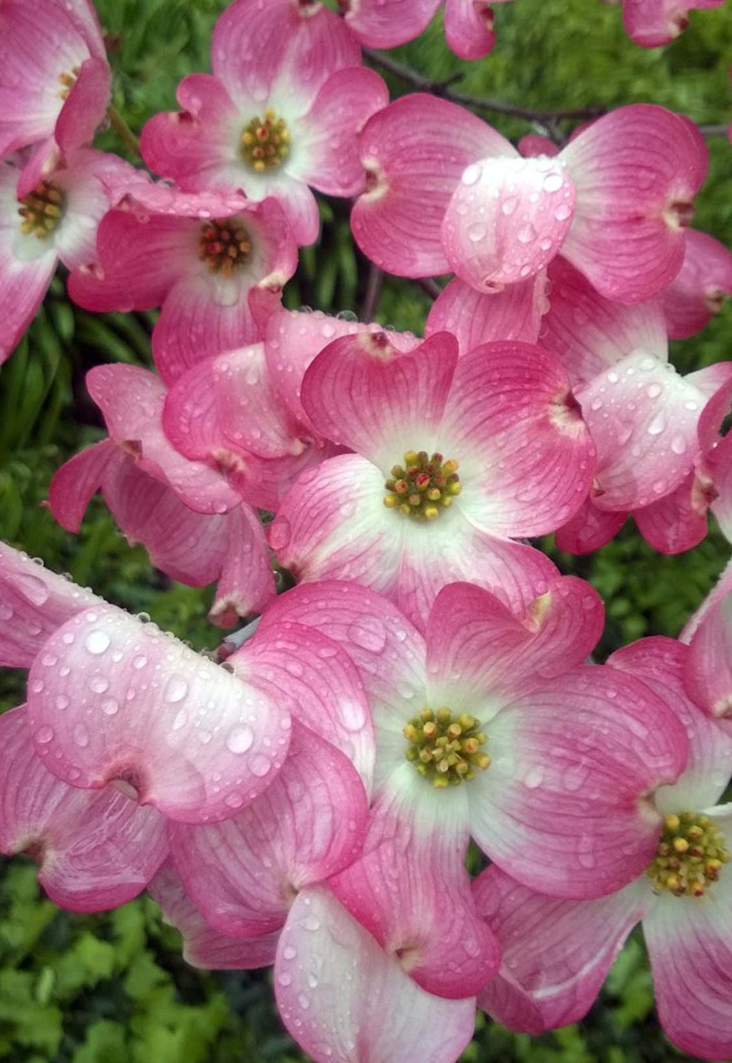 Cornus florida 'Rubra' | Urban Tree Farm Nursery