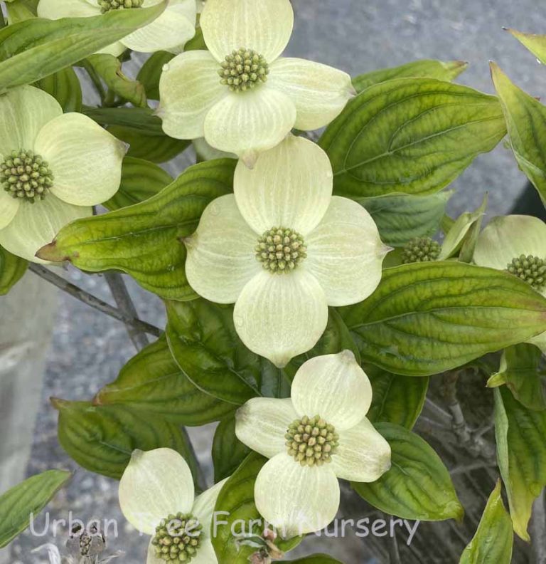 Cornus rutgersensis 'Aurora' | Urban Tree Farm Nursery