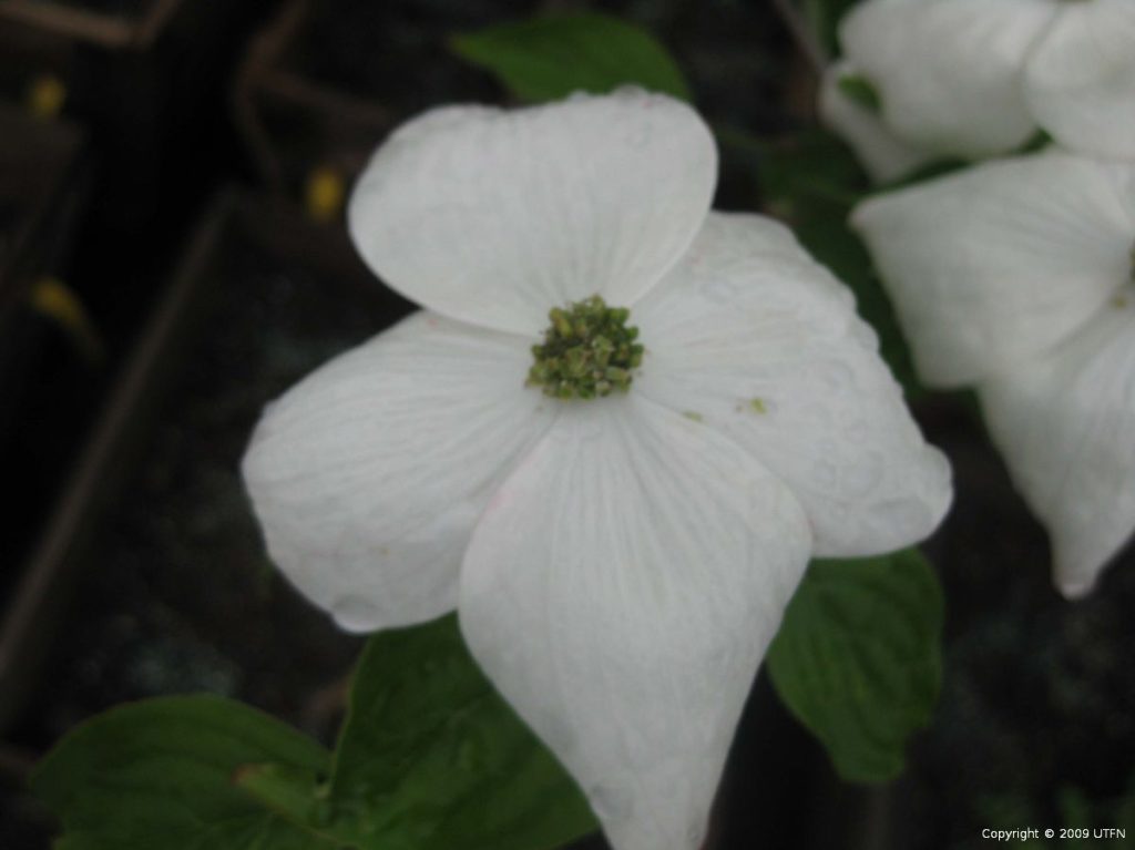 Cornus rutgersensis 'Aurora' | Urban Tree Farm Nursery