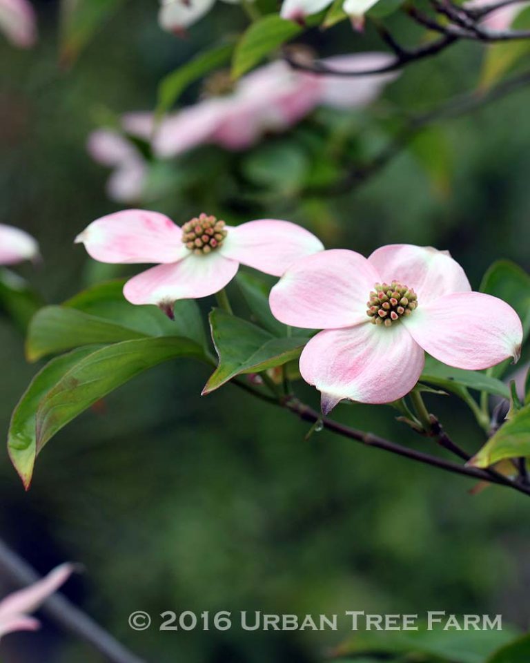 Cornus rutgersensis 'Stellar Pink' | Urban Tree Farm Nursery