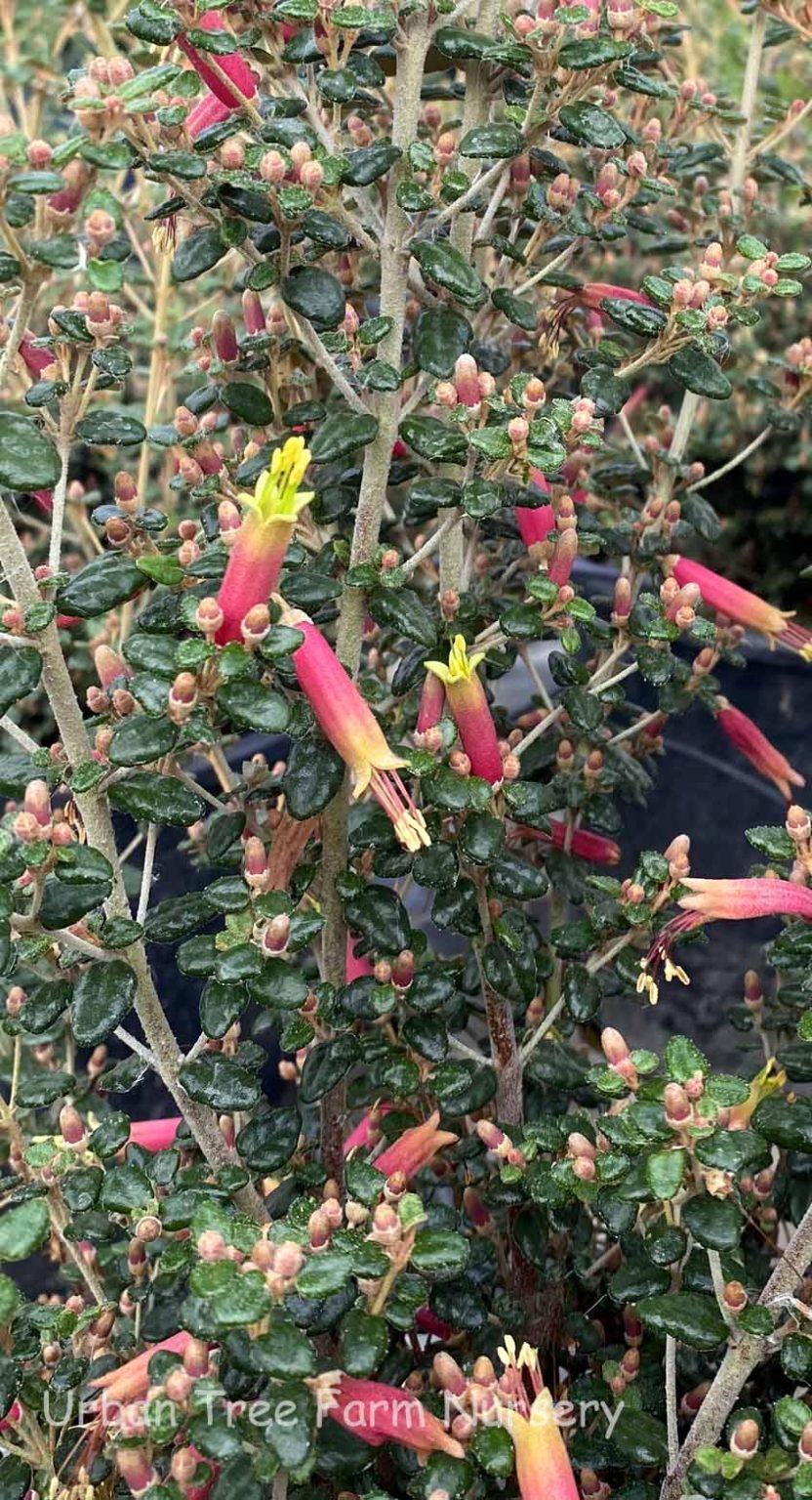 Correa reflexa 'Kangaroo Island' | Urban Tree Farm Nursery