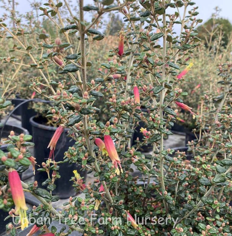 Correa reflexa 'Kangaroo Island' | Urban Tree Farm Nursery