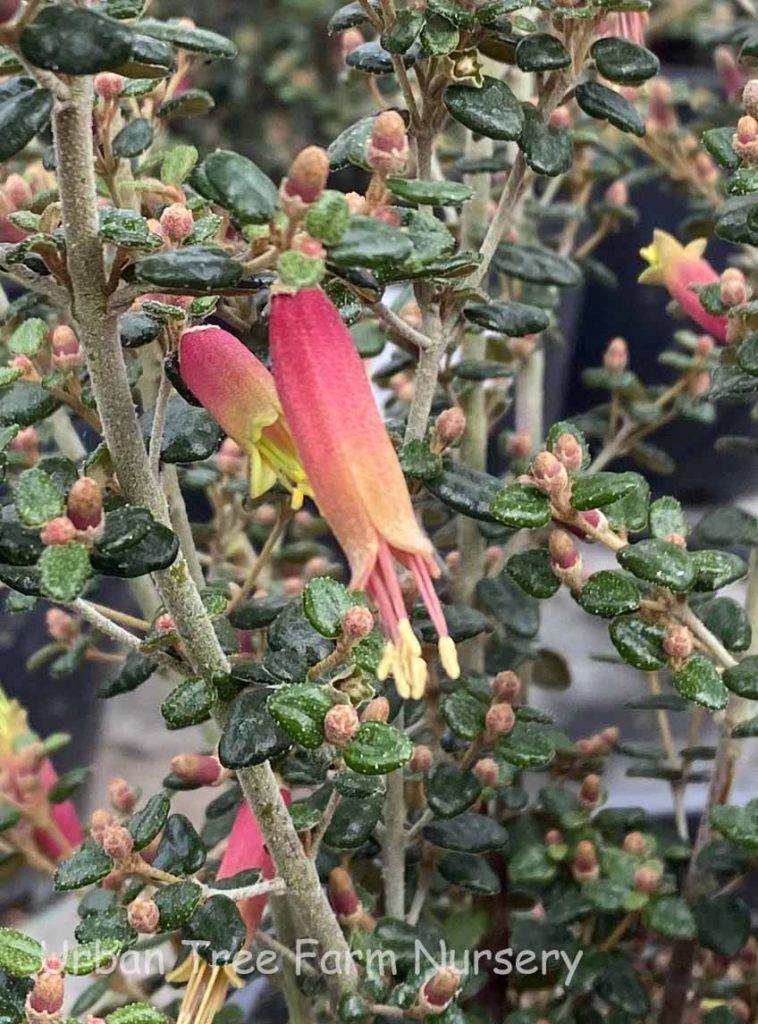 Correa reflexa 'Kangaroo Island' | Urban Tree Farm Nursery