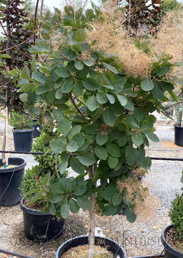 Cotinus coggygria 'Grace' STD | Urban Tree Farm Nursery