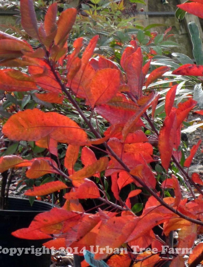 Cotinus coggygria 'Grace' | Urban Tree Farm Nursery