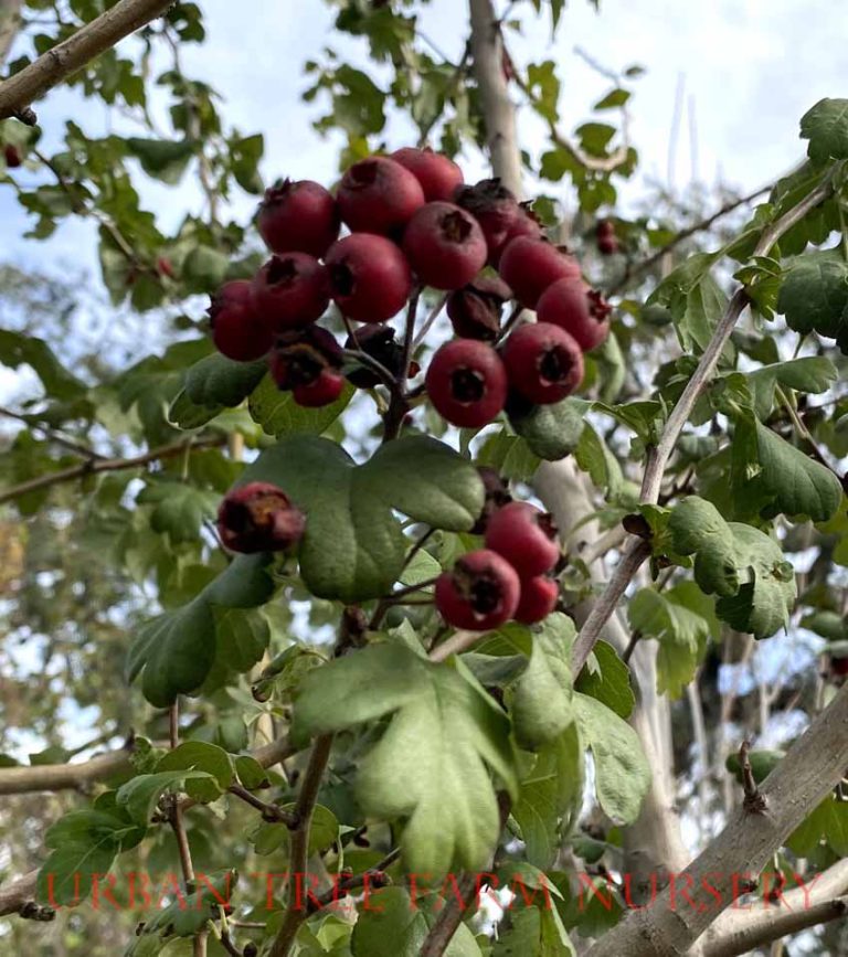 Crataegus laevigata 'Paul's Scarlet' | Urban Tree Farm Nursery