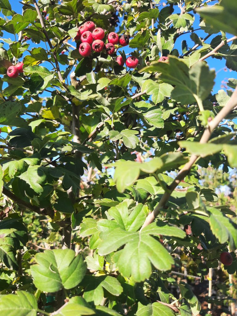 Crataegus laevigata 'Paul's Scarlet' | Urban Tree Farm Nursery
