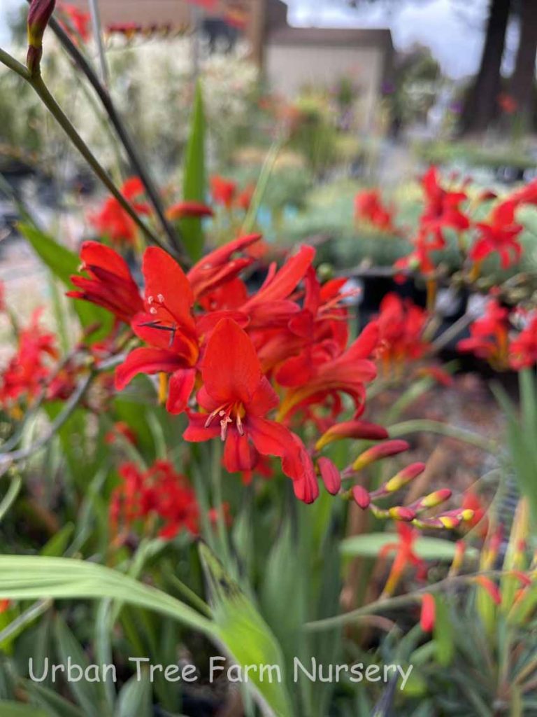 Crocosmia masoniorum 'Lucifer' | Urban Tree Farm Nursery