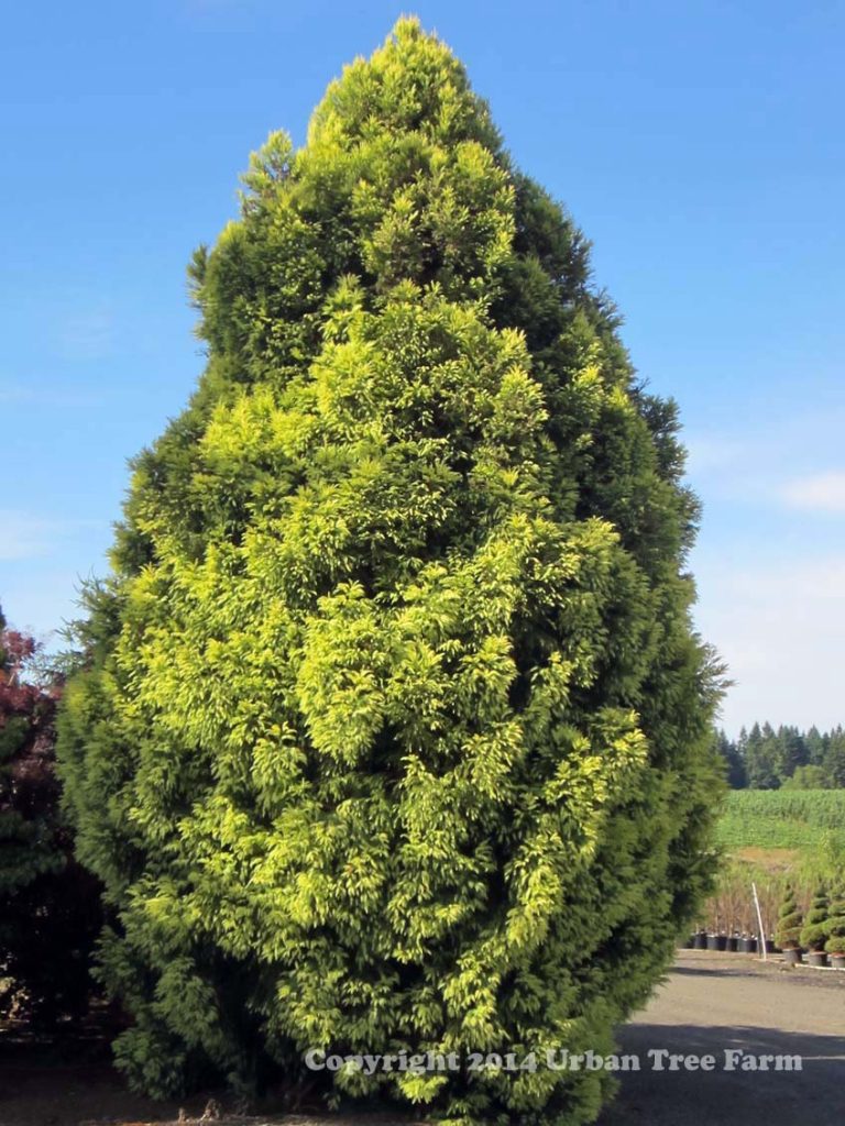 Cryptomeria japonica 'Sekkan Sugi' | Urban Tree Farm Nursery