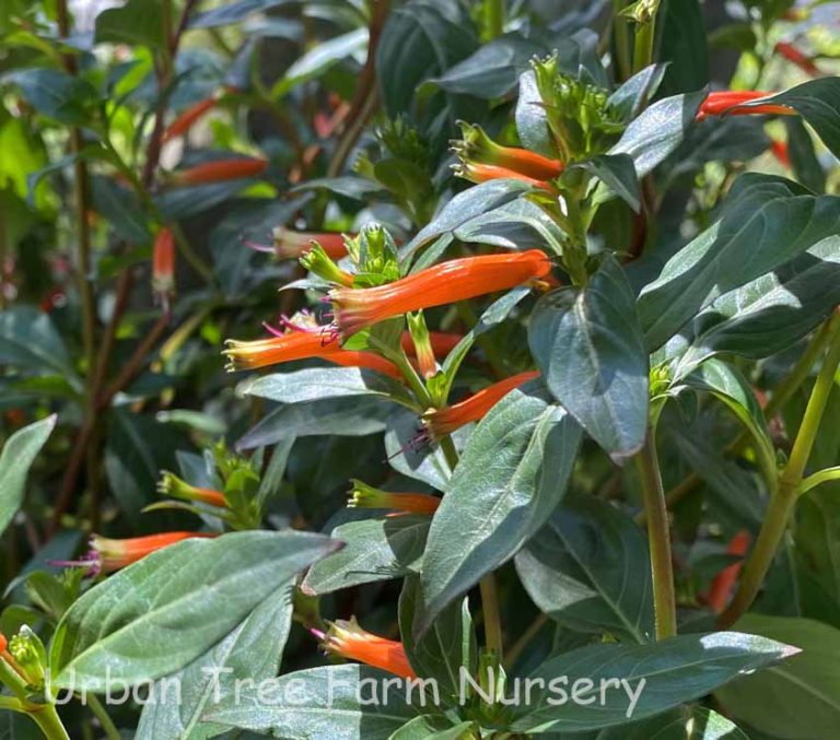 Cuphea 'David Verity' | Urban Tree Farm Nursery