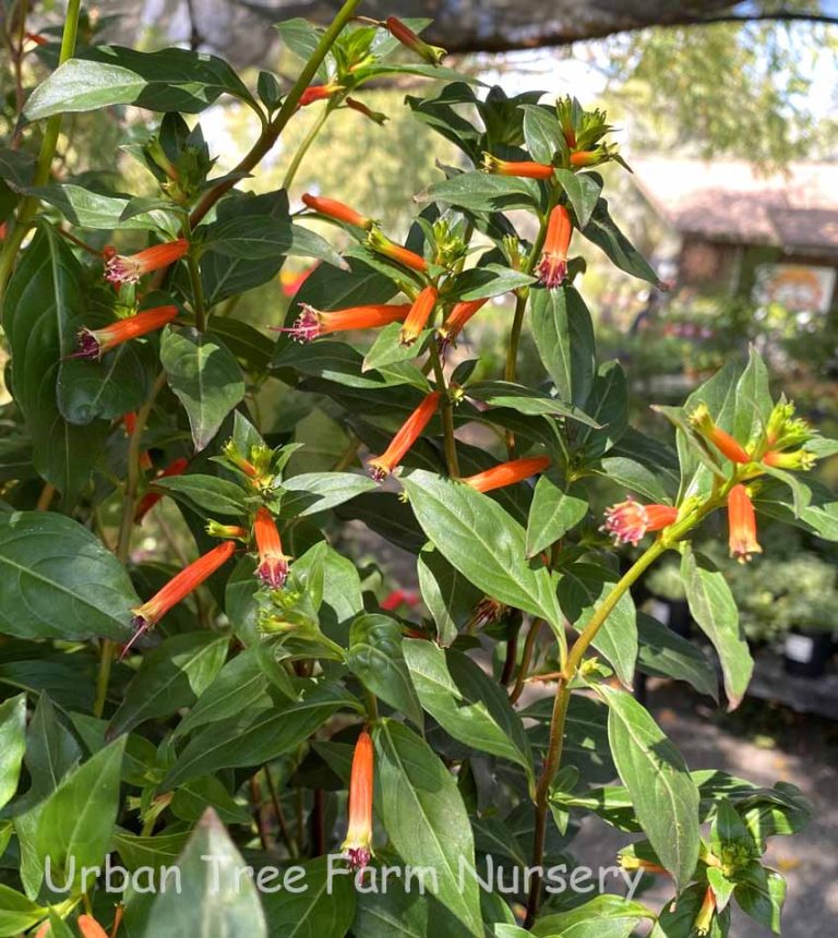 Cuphea 'David Verity' | Urban Tree Farm Nursery