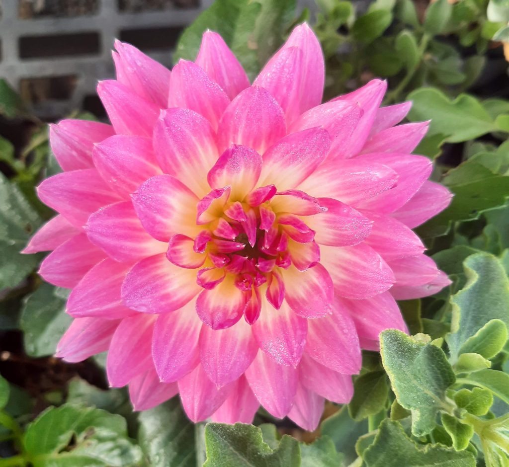 Dahlia 'Venti Pink & White Eye' | Urban Tree Farm Nursery