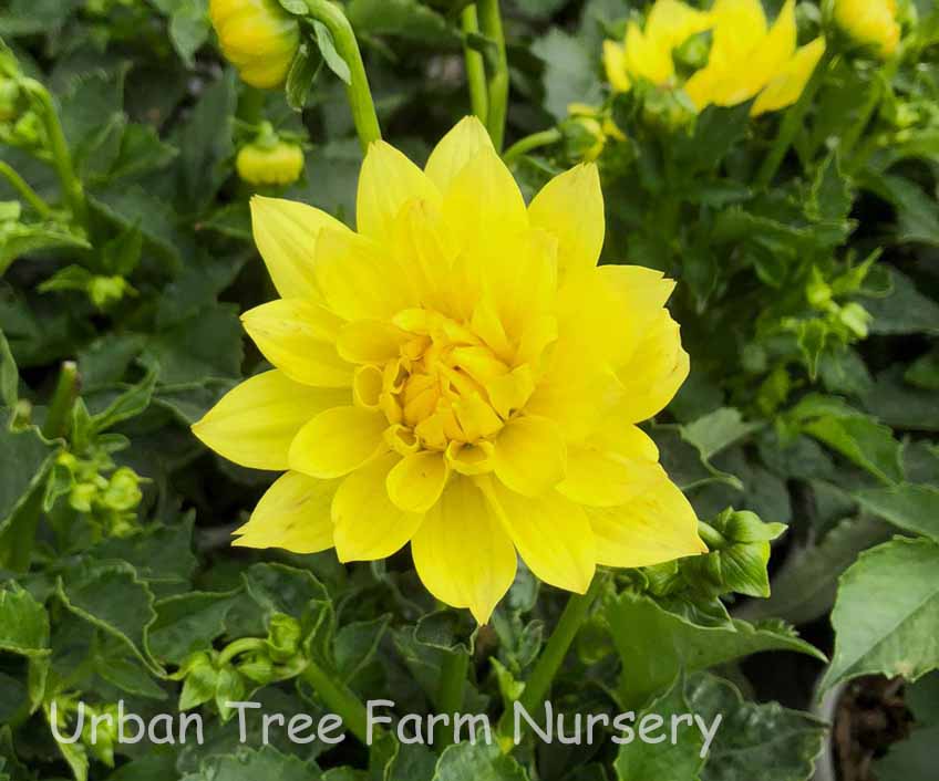 Dahlia XXL 'Durango' | Urban Tree Farm Nursery