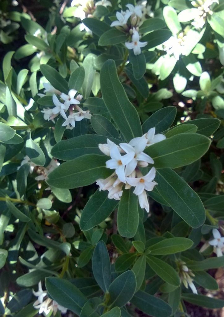 Daphne 'Perfume Princess' | Urban Tree Farm Nursery