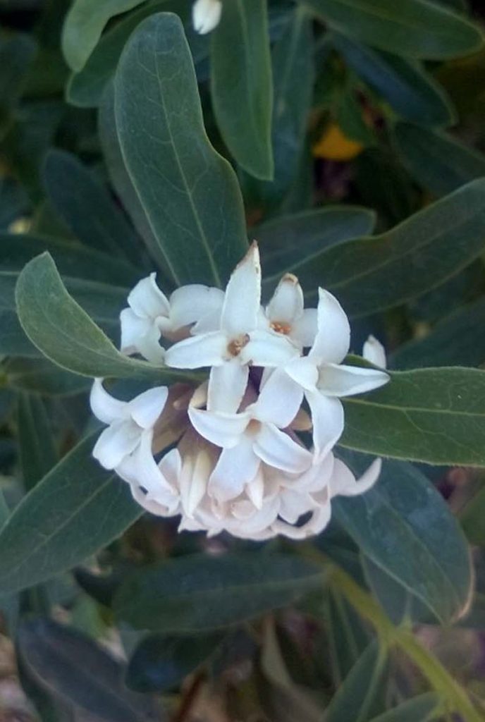 Daphne 'Perfume Princess' | Urban Tree Farm Nursery