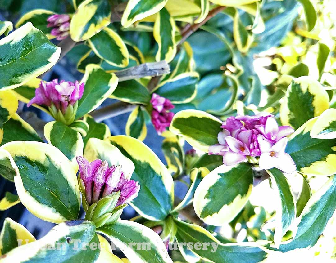 Daphne odora 'Maejima' | Urban Tree Farm Nursery